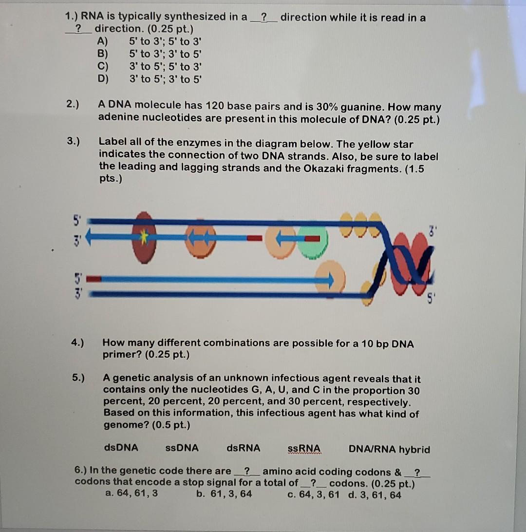 Solved 1.) RNA is typically synthesized in a _ ? direction | Chegg.com