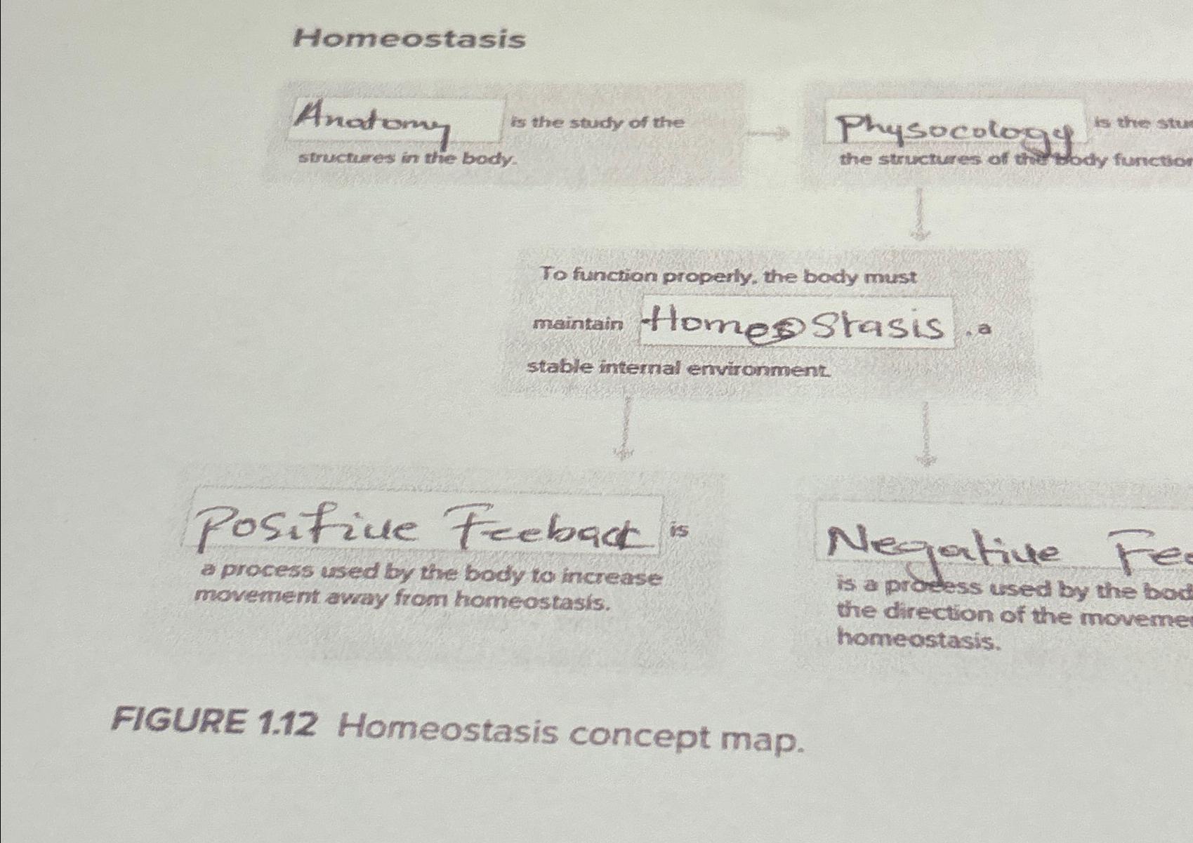 Solved Homeostasis ﻿Anatomy is ﻿the study of ﻿the | Chegg.com