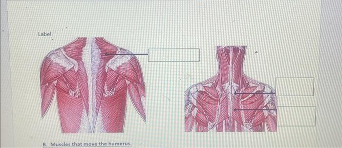 Solved B. Muscles that move the humerus. | Chegg.com