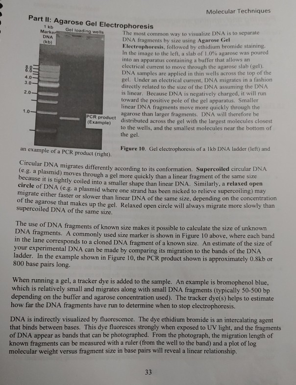 Step II: Analysis of Restriction Digest Results - | Chegg.com