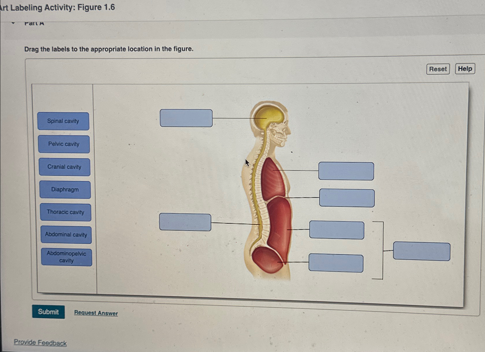 Solved Art Labeling Activity: Figure 1.6rart ADrag the | Chegg.com
