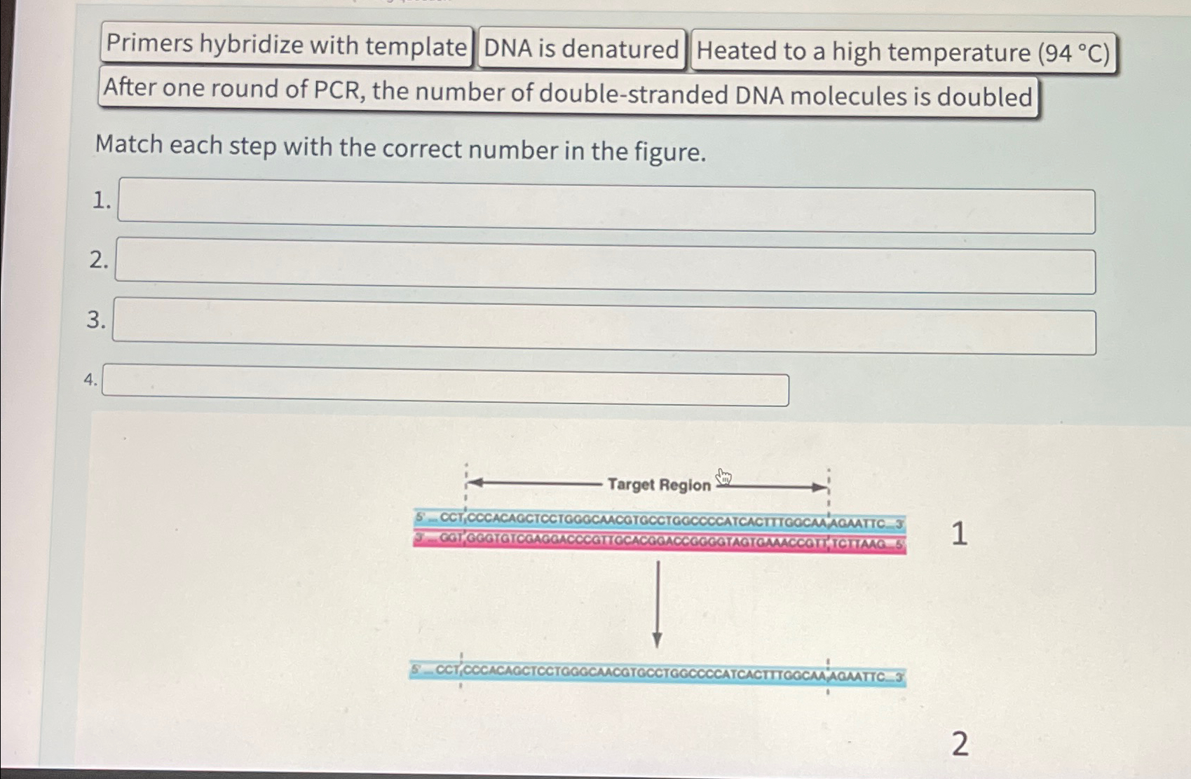 Solved Primers hybridize with templateDNA is denaturedHeated | Chegg.com
