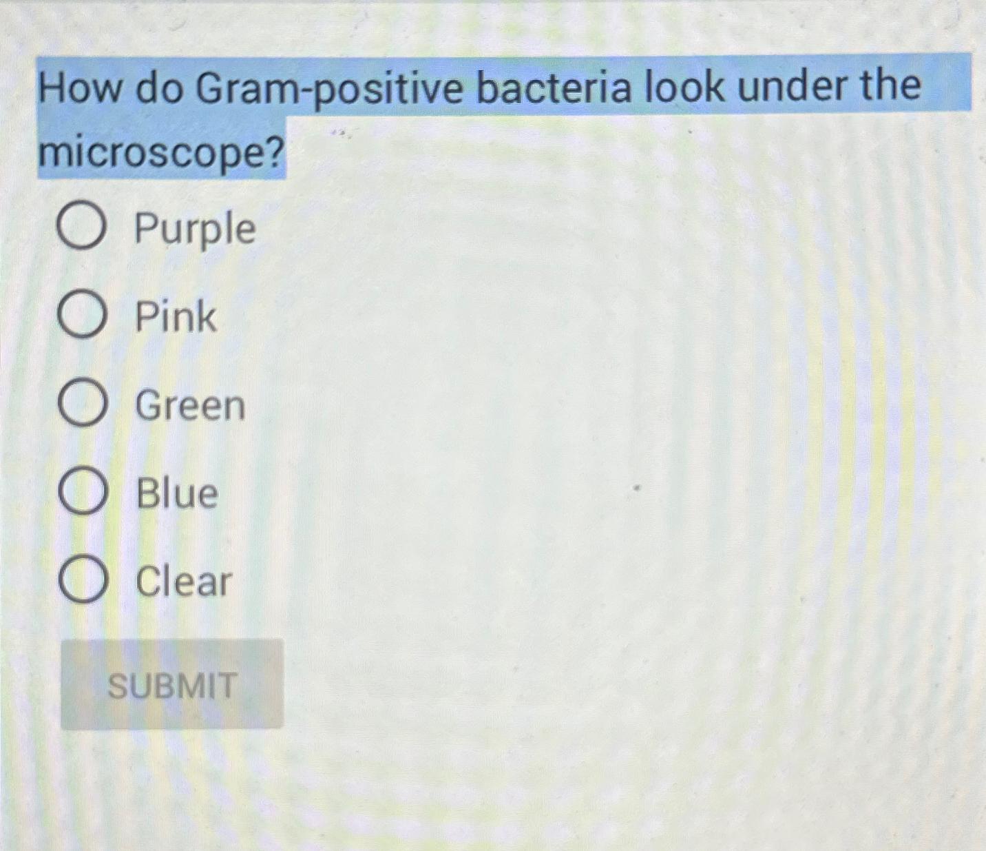 Solved How do Gram-positive bacteria look under the | Chegg.com