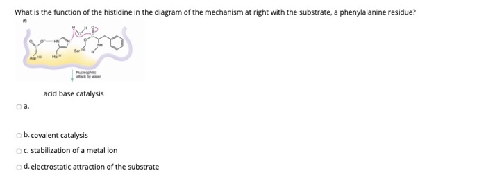 Solved What is the function of the histidine in the diagram | Chegg.com
