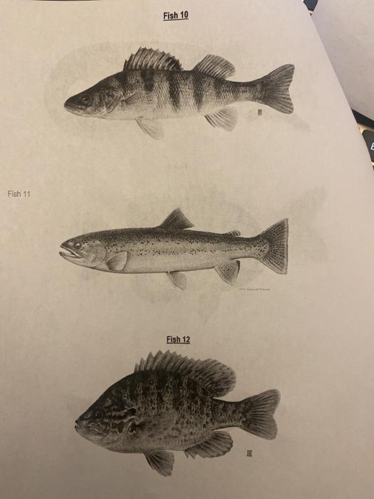 Solved Name Class Using and Making a Biological Key - Answer | Chegg.com