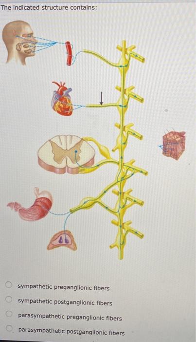 Solved The indicated structure is a paravertebral ganglion a | Chegg.com
