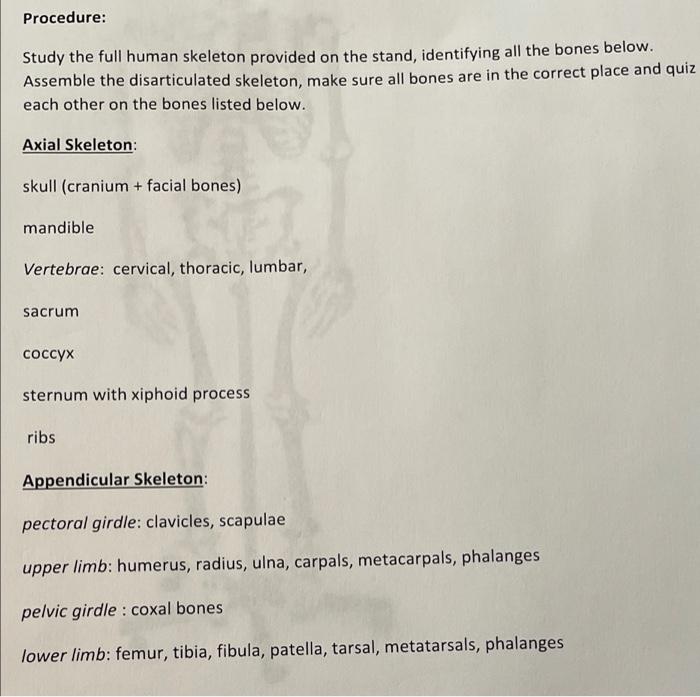 Solved Procedure: Study the full human skeleton provided on | Chegg.com