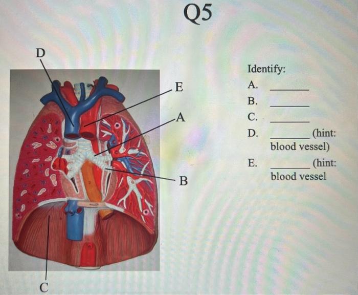 Solved Identify the blood vessels: A. B. C. D.A. CO2 passing | Chegg.com