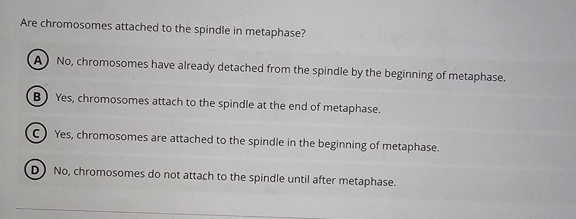 Solved Are chromosomes attached to the spindle in | Chegg.com