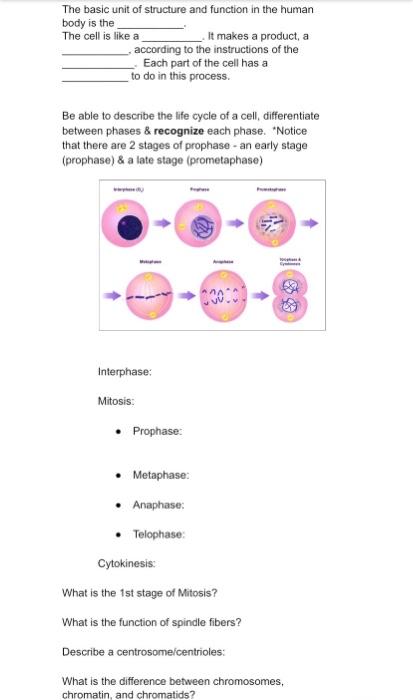 Solved .Cells combine to form four primary tissues: Tissues | Chegg.com