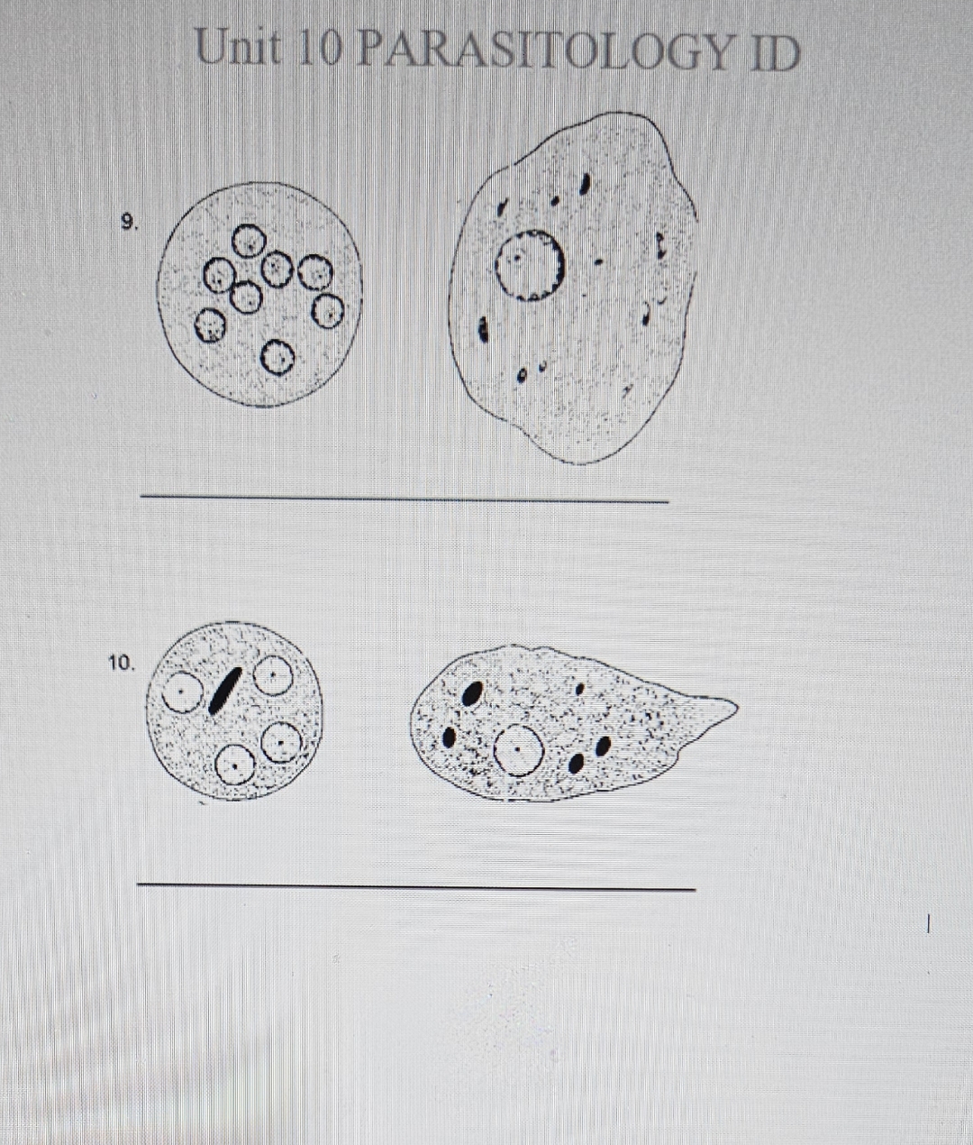Solved Unit 10 ﻿PARASITOLOGY IDID the parasite | Chegg.com