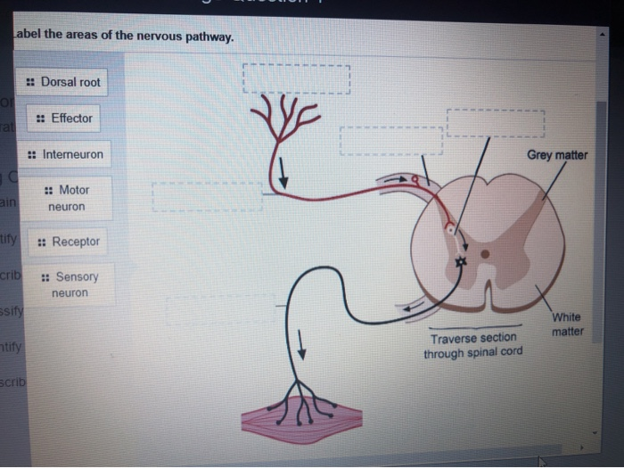 What Is A Nervous Pathway - Infoupdate.org