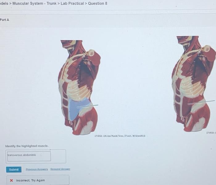 Solved dels > Muscular System - Trunk > Lab Practical > | Chegg.com