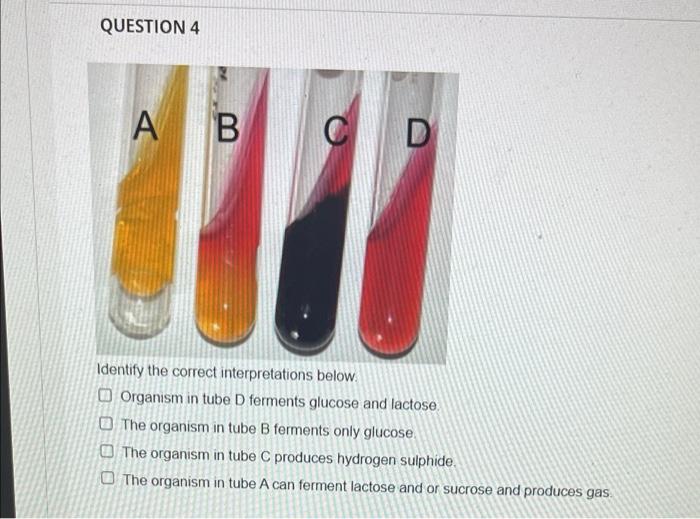 Solved To identify whether bacteria grown on starch agar | Chegg.com