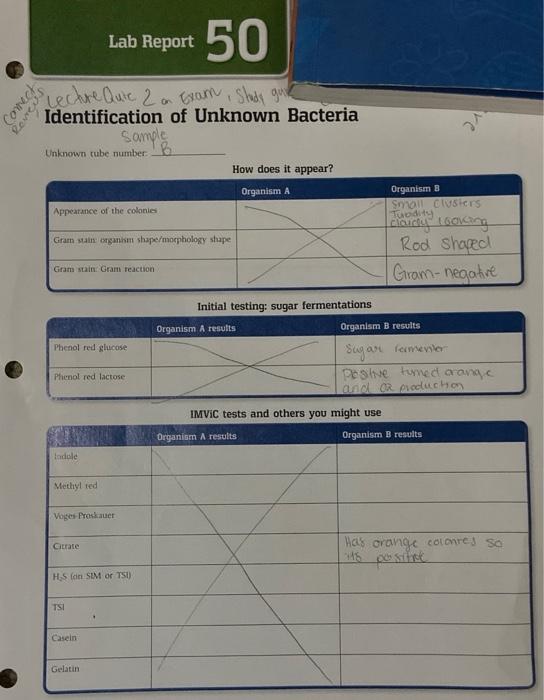 Solved Identification of Unknown Bacteria Sample Unknown | Chegg.com