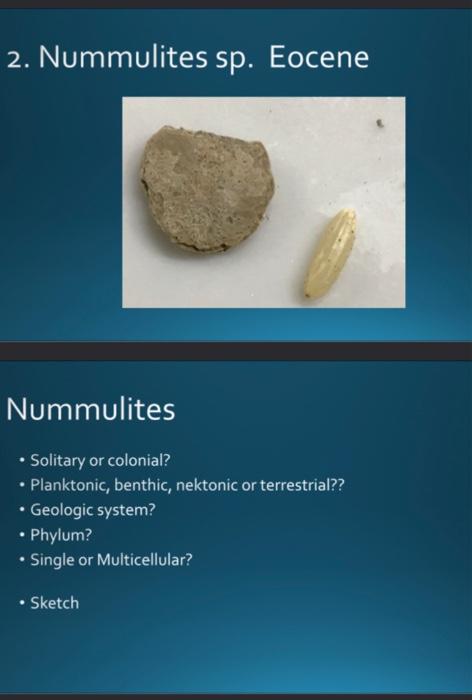 Solved 2. Nummulites sp. Eocene Nummulites • Solitary or | Chegg.com