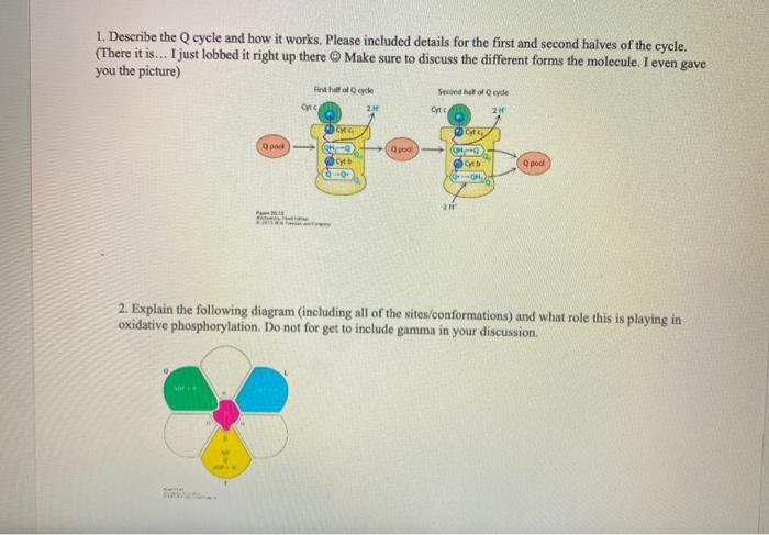 Solved 1. Describe the Q cycle and how it works. Please | Chegg.com
