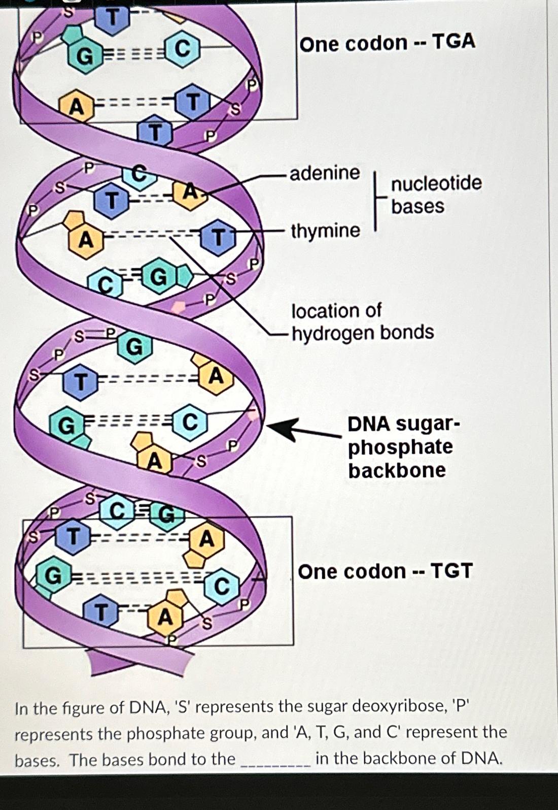 Solved In the figure of DNA, 'S' ﻿represents the sugar | Chegg.com