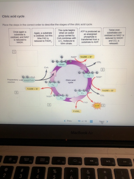 Solved Citric acid cycle Place the steps in the correct | Chegg.com