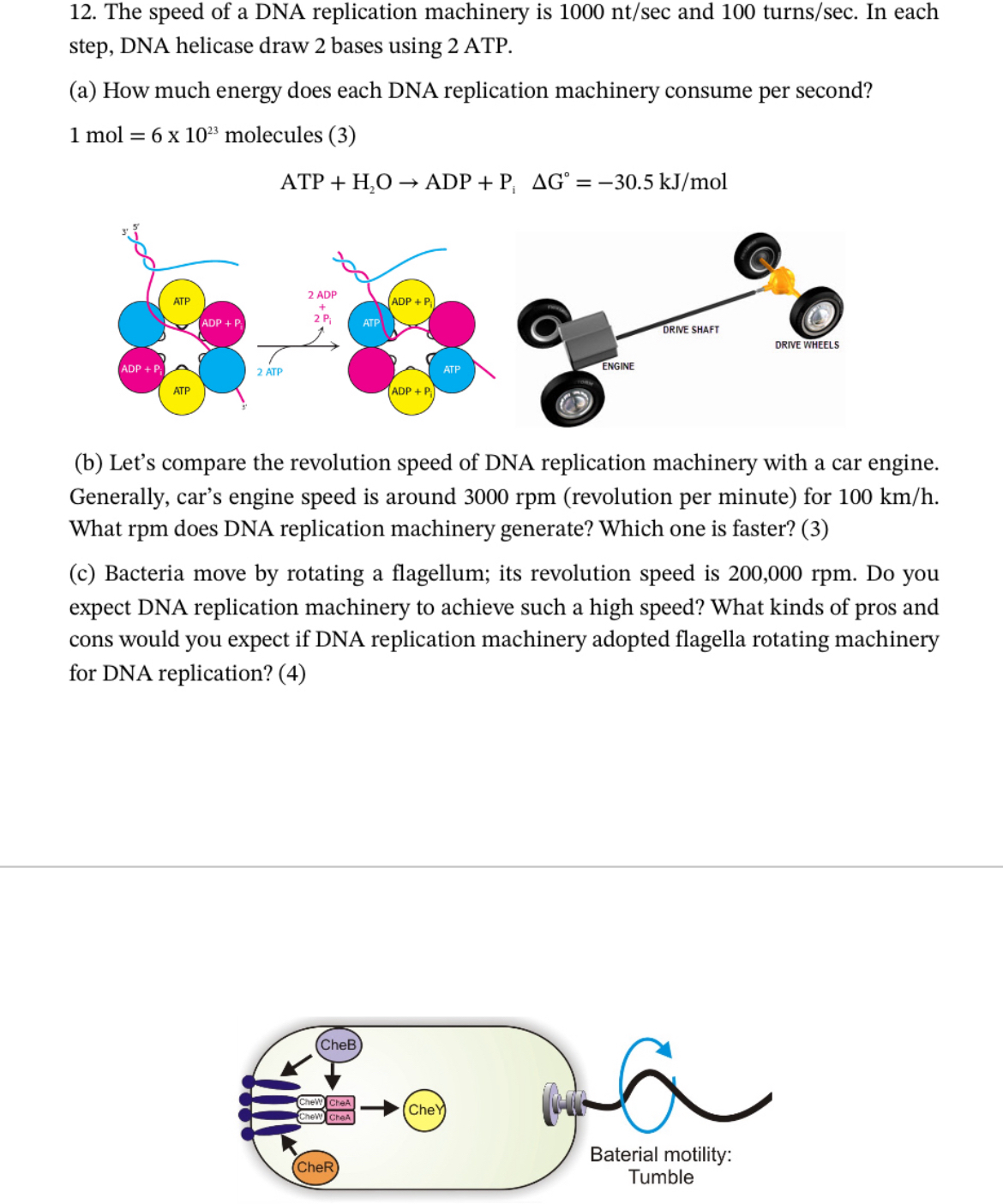 Solved The speed of a DNA replication machinery is 1000ntsec | Chegg.com