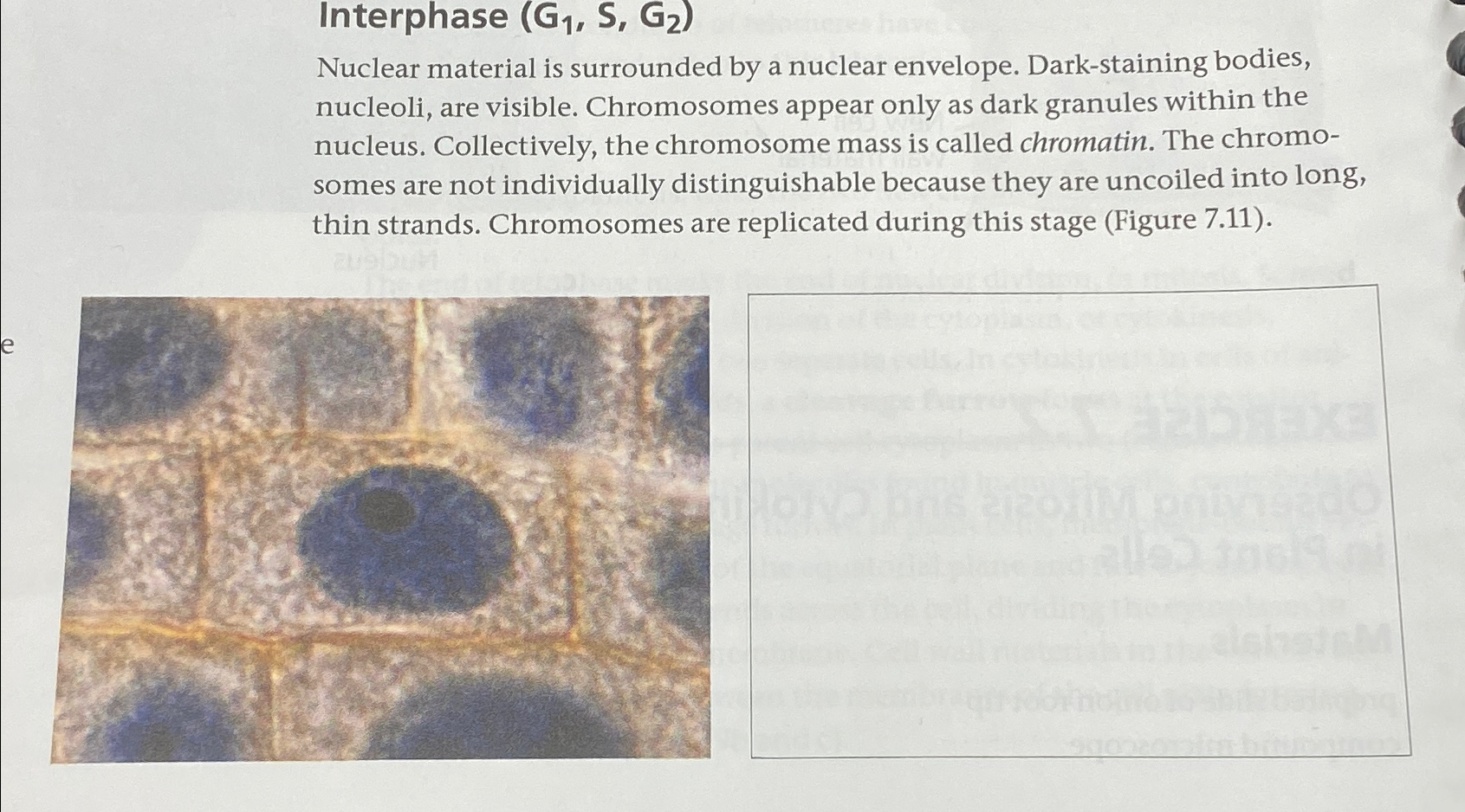 Solved Interphase (G1,(S),G2)Nuclear material is surrounded | Chegg.com