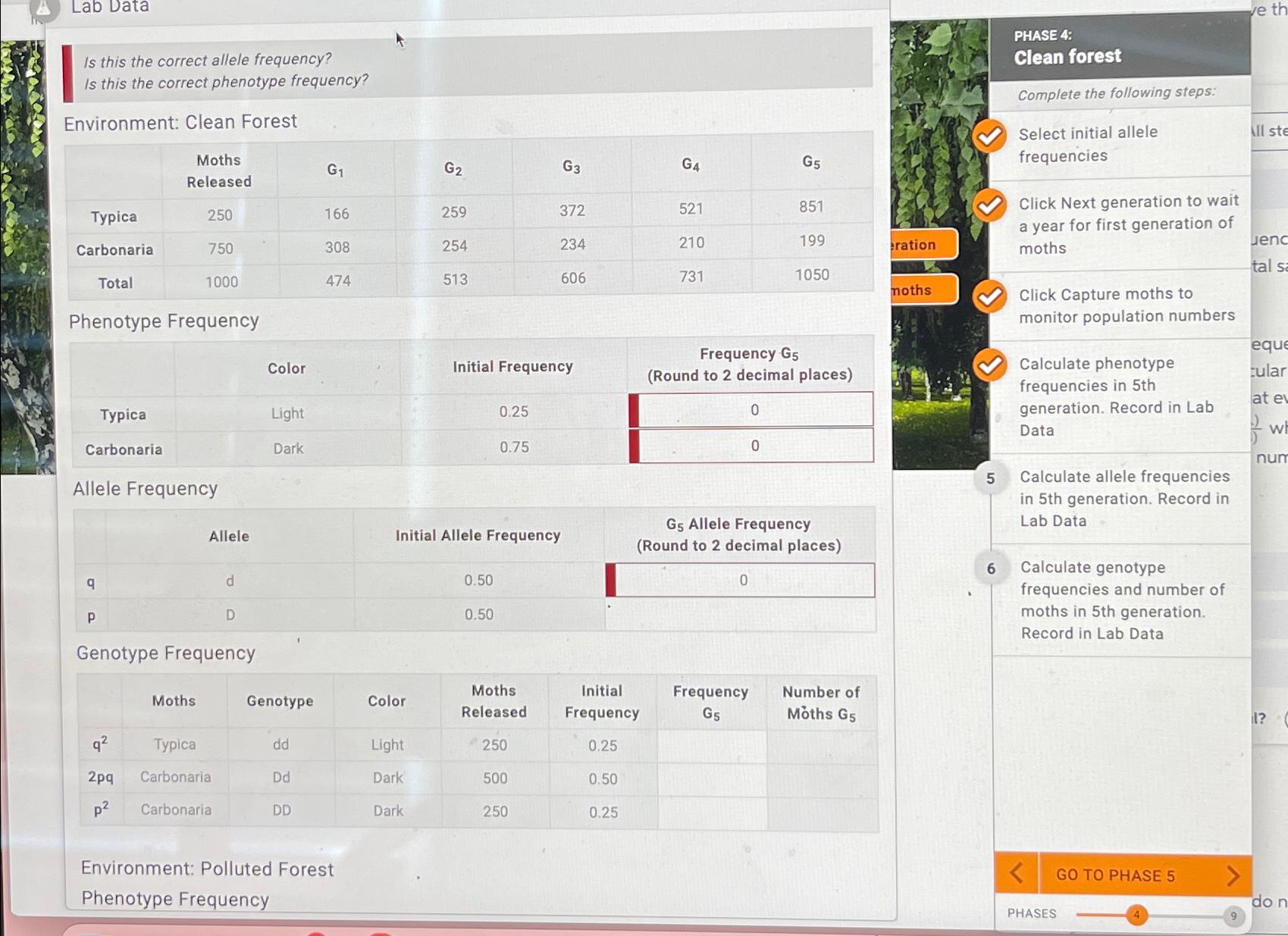 Solved Is this the correct allele frequency?Is this the | Chegg.com