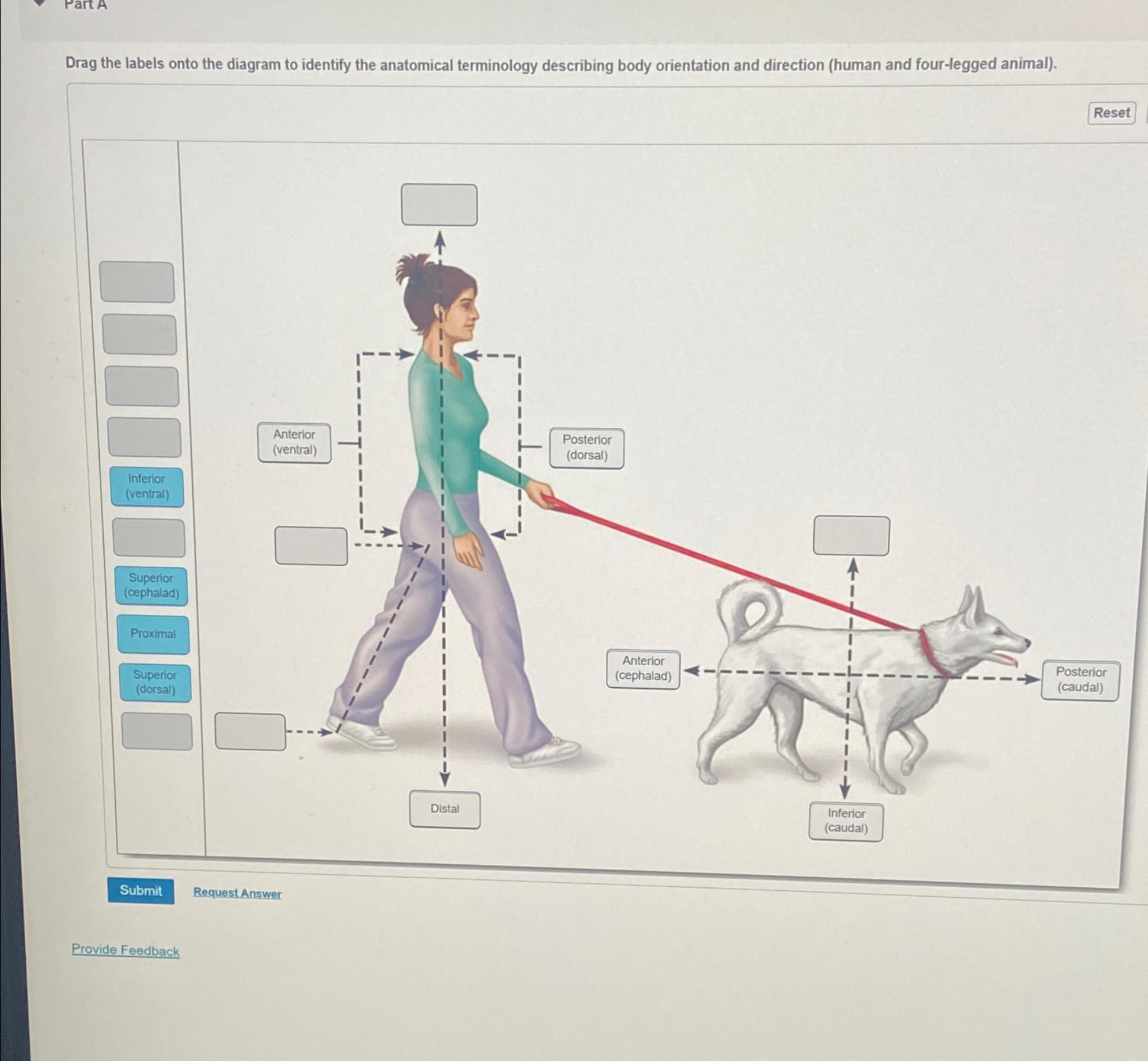 Solved Drag the labels onto the diagram to identify the | Chegg.com