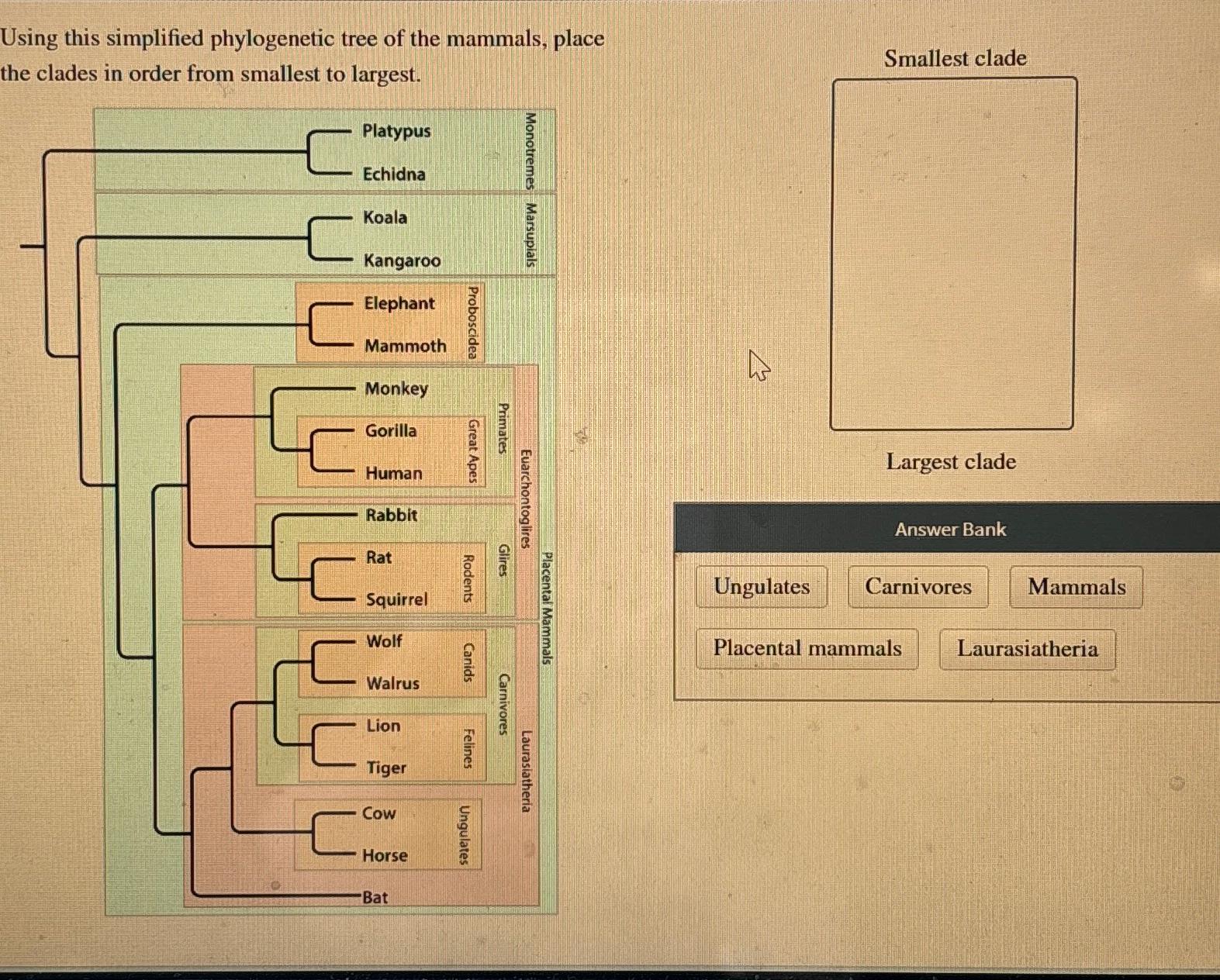 Solved Using this simplified phylogenetic tree of the | Chegg.com