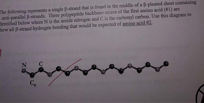 Solved The following represents a single β-strand that is | Chegg.com