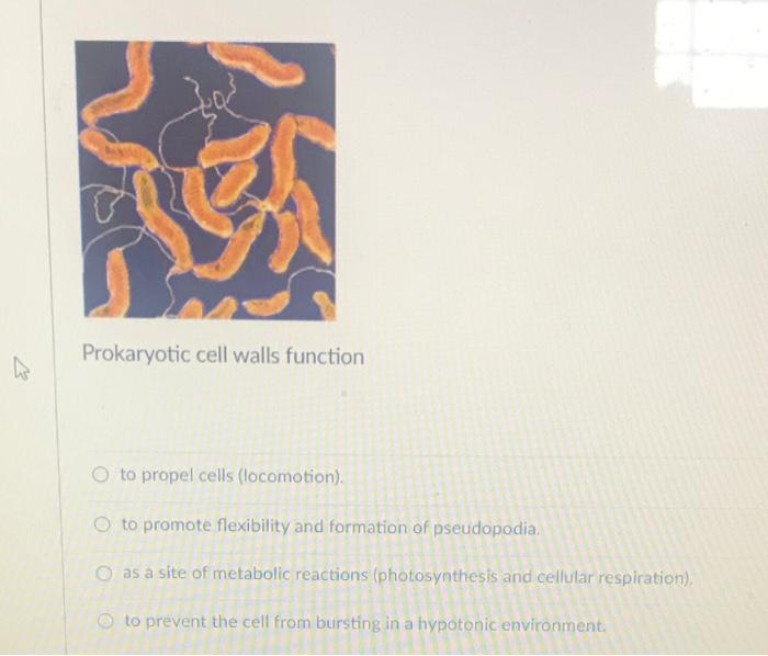 Solved Prokaryotic cell walls function O to propel cells | Chegg.com