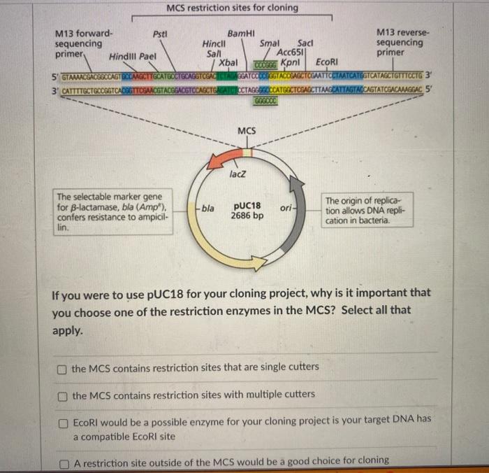 Solved MCS restriction sites for cloning M13 forward- Psti | Chegg.com