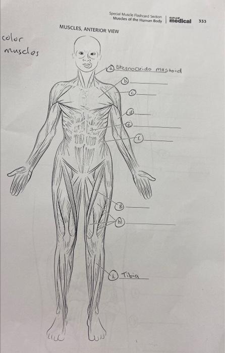 Special Muscle fishicend Secion Muscles of the Human | Chegg.com Special Muscle fishicend Secion Muscles of the Human | Chegg.com