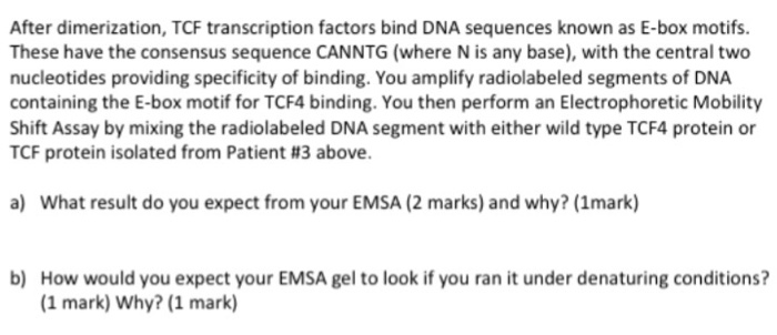 Solved After dimerization, TCF transcription factors bind | Chegg.com