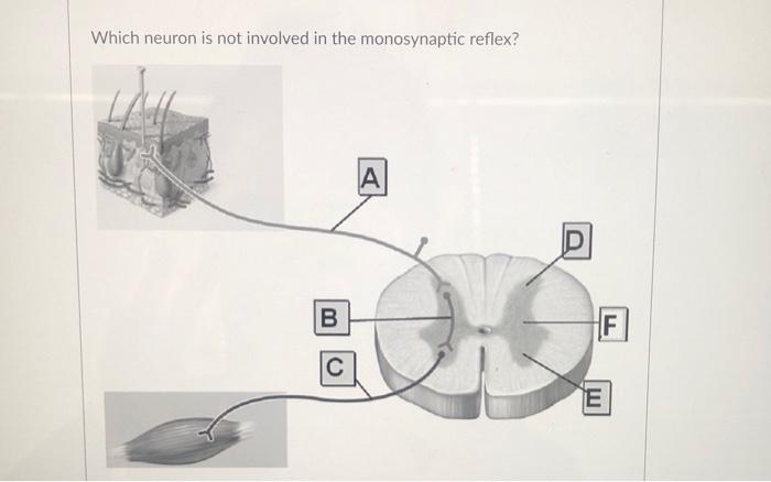 Solved Which neuron is not involved in the monosynaptic | Chegg.com