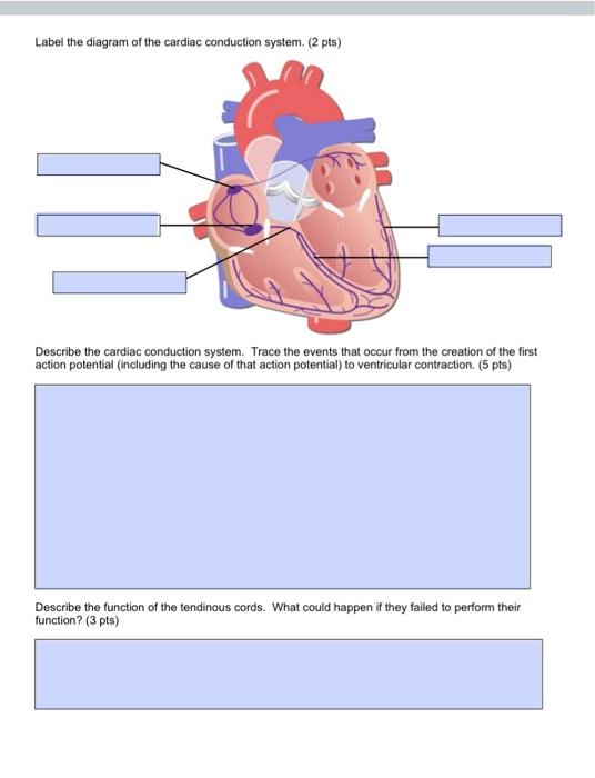 Solved Label the diagram of the cardiac conduction system. | Chegg.com