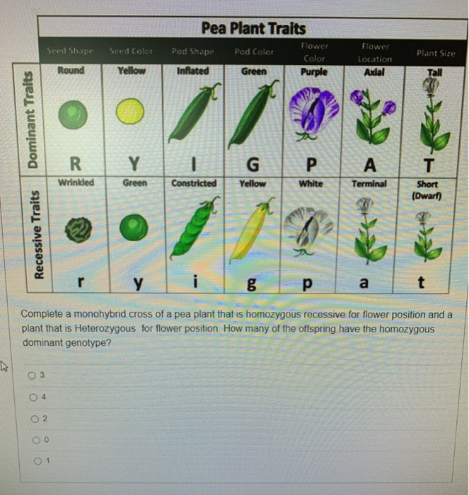 Solved Seed Shape Seed Color Pea Plant Traits Flower Pod | Chegg.com