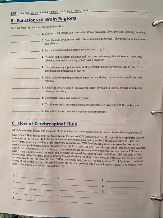 Solved 328 EXERCISE 20 BRAIN STRUCTURE AND FUNCTION B. | Chegg.com