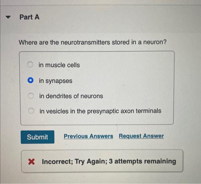Solved Where are the neurotransmitters stored in a neuron? | Chegg.com