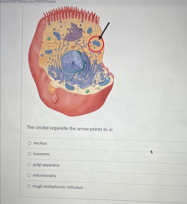 Solved The circled organelle the arrow points to is: nucleus | Chegg.com