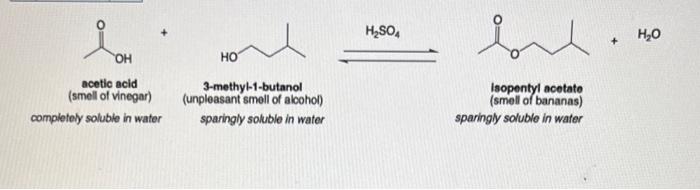 Solved A student performed Fischer esterification by heating | Chegg.com