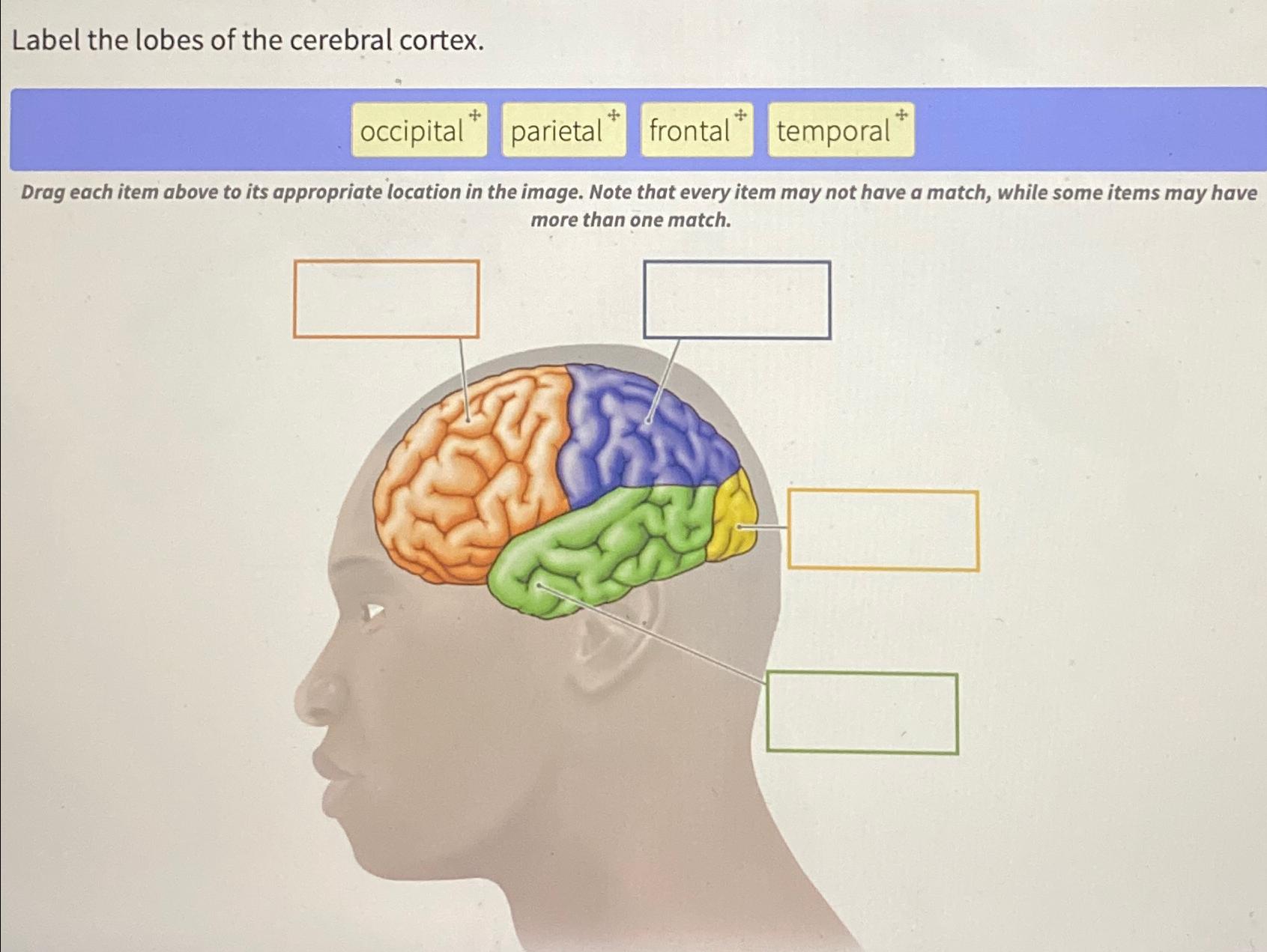 Solved Label the lobes of the cerebral cortex.Drag each item | Chegg.com