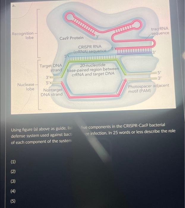 Solved Using figure (a) above as guide, lis five components | Chegg.com