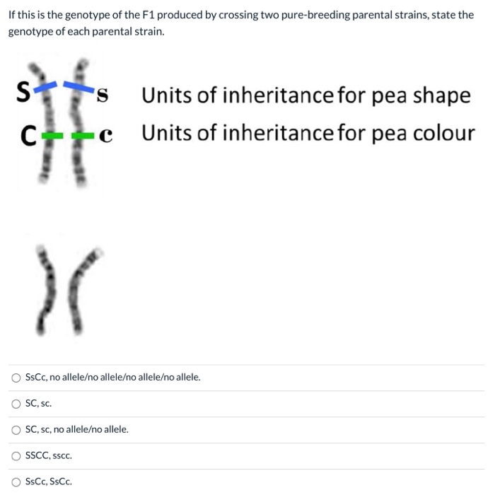 Solved If this is the genotype of the F1 produced by | Chegg.com