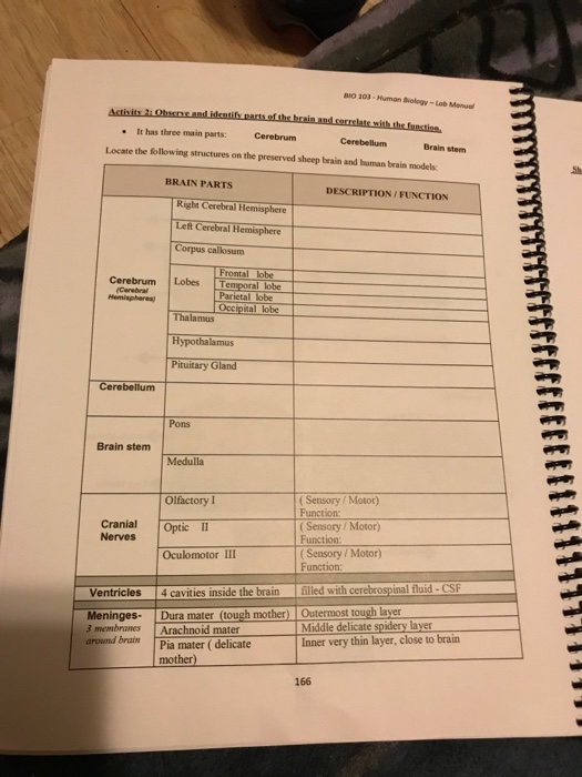 Solved BIO 101 Human Biology Lab Manual Latha Neuron | Chegg.com