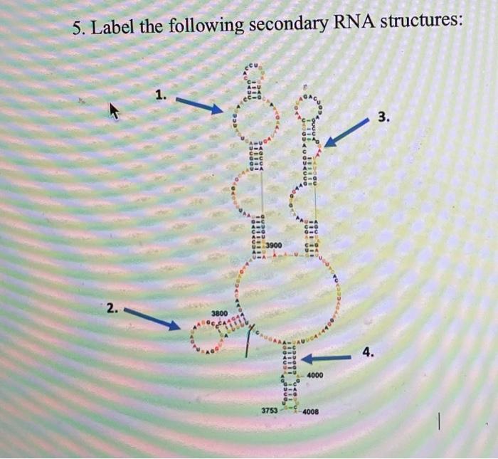 Solved 5. Label the following secondary RNA structures: | Chegg.com