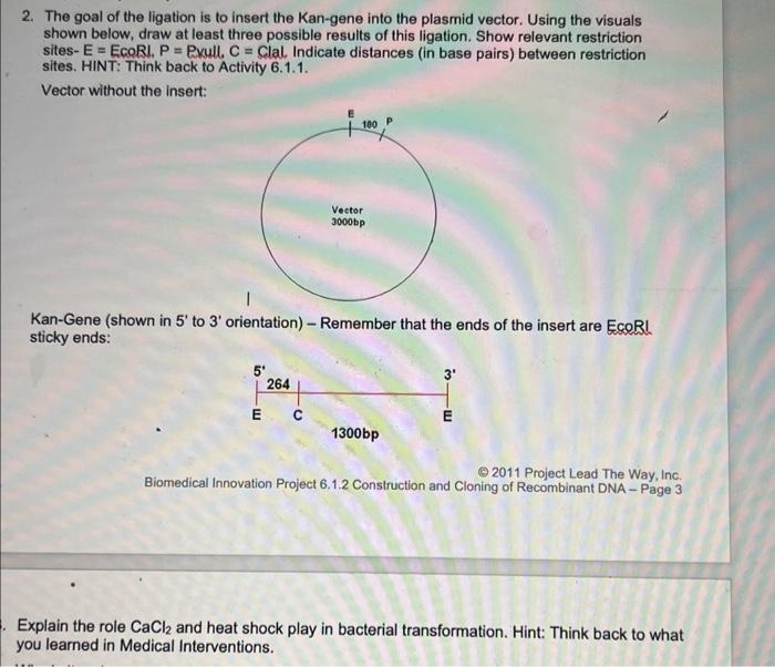 Solved 2. The goal of the ligation is to insert the Kan-gene | Chegg.com