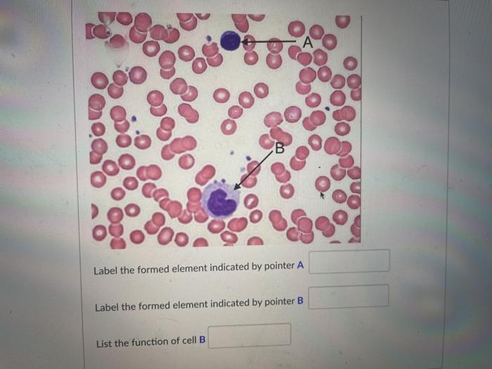 Solved А Label the formed element indicated by pointer A | Chegg.com