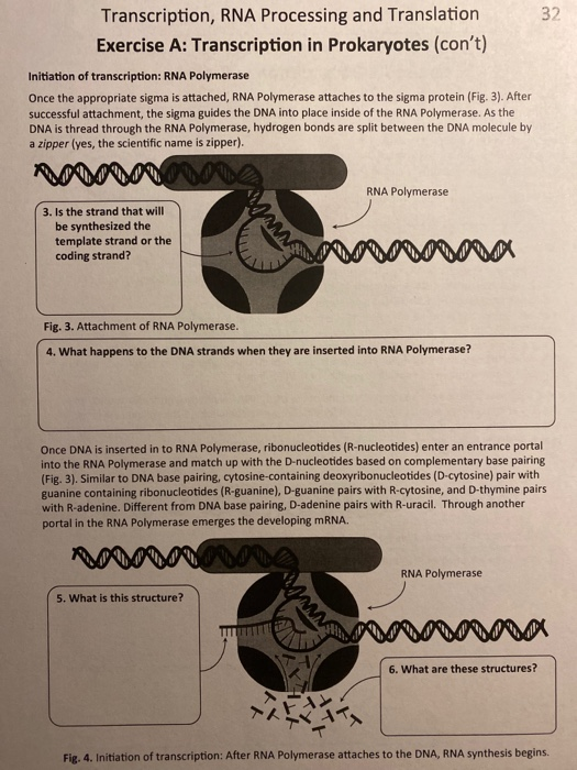 Solved メントイン 32 Transcription, RNA Processing and | Chegg.com