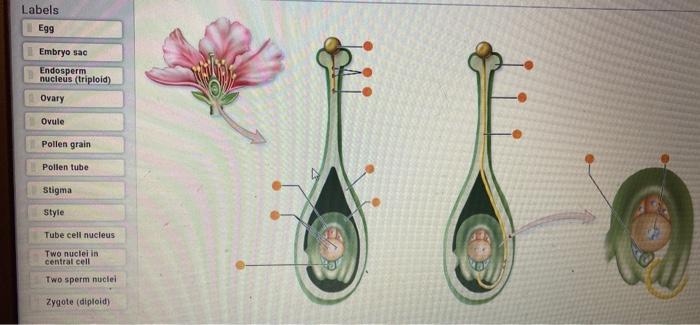 Solved Labels Egg \begin{tabular}{l} Embryo sac \\ \hline | Chegg.com