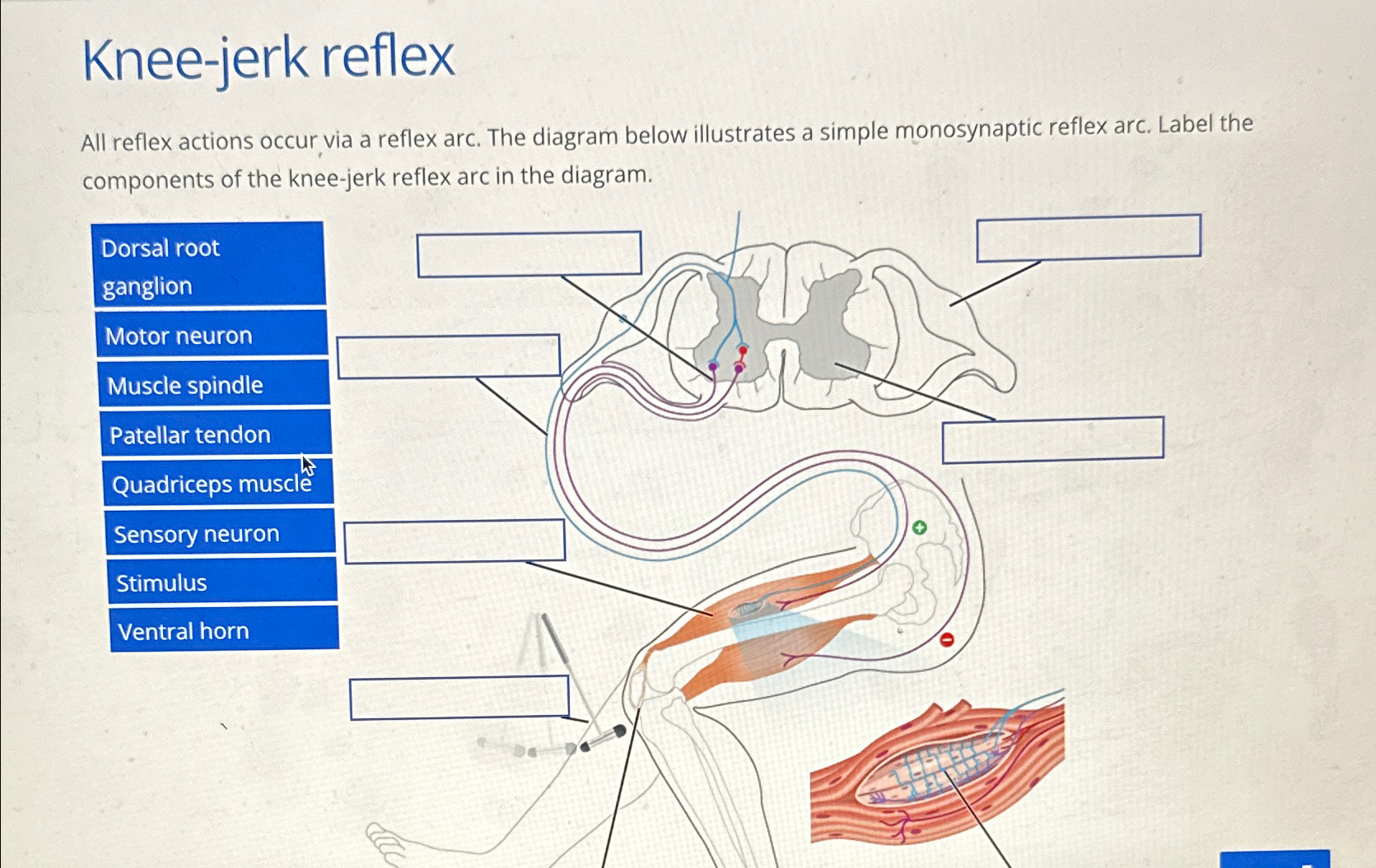 Solved Knee-jerk reflexAll reflex actions occur, via a | Chegg.com Solved Knee-jerk reflexAll reflex actions occur, via a | Chegg.com